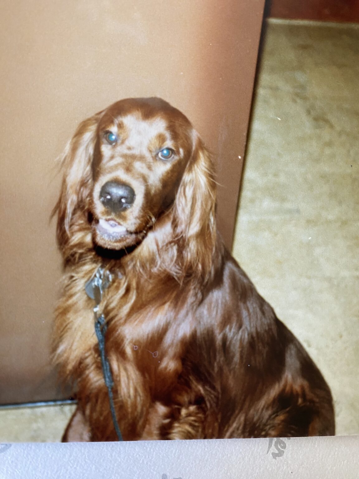 Doug The Dog - Mike The Heff